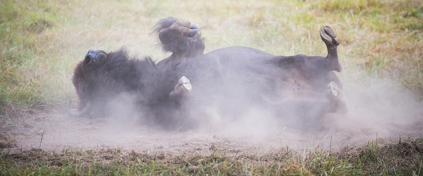Roll into Bison Rut - Northwest Trek