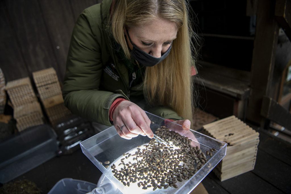 Mason Bee Spring Cleaning - Northwest Trek