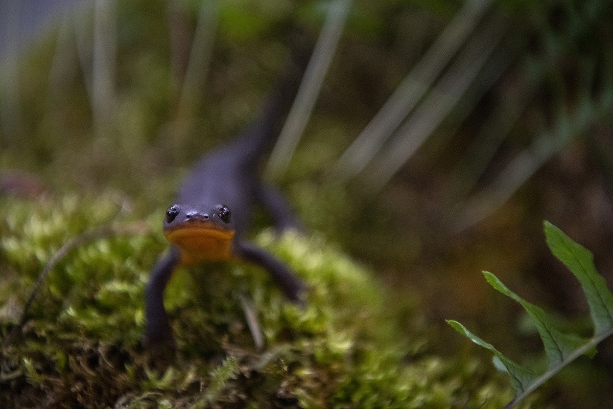 Bad Luck for Wildlife | 7 Animal Superstitions | Northwest Trek ...