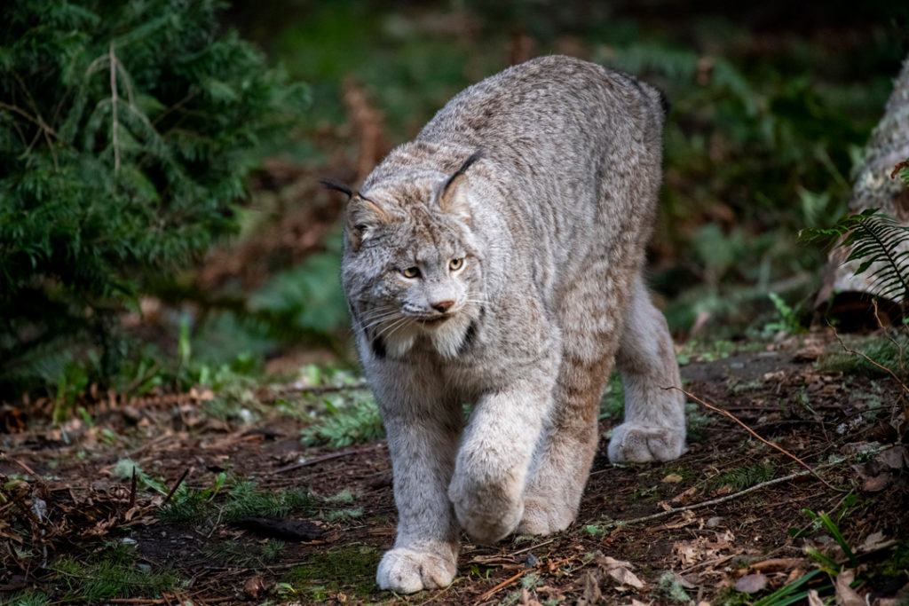 Cats at Northwest Trek Wildlife Park: native lynx, bobcats, cougars