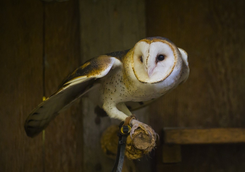 Birds at Northwest Trek | Wildlife Park in Washington