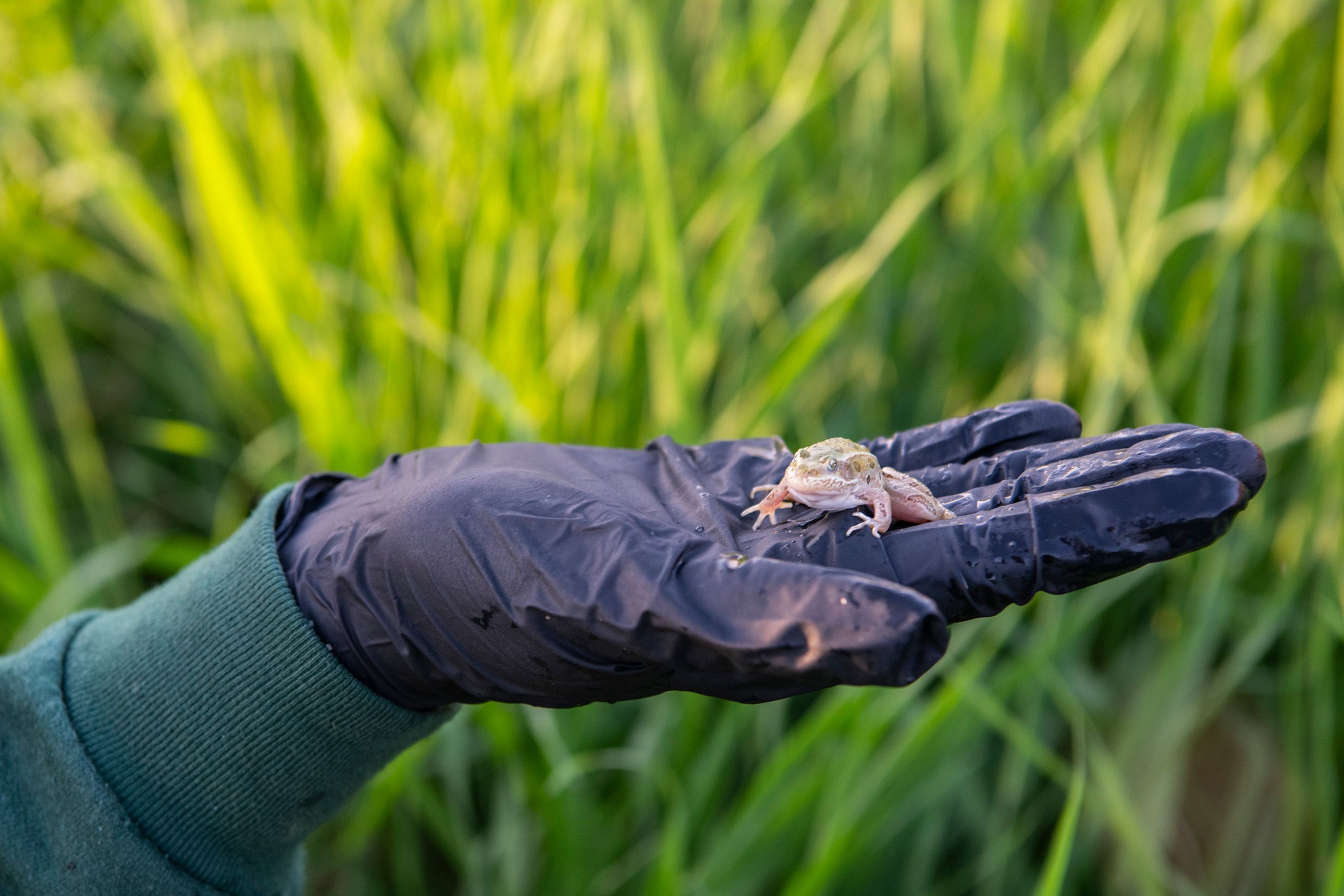 Endangered Northern Leopard Frogs Return to the Wild | Northwest Trek