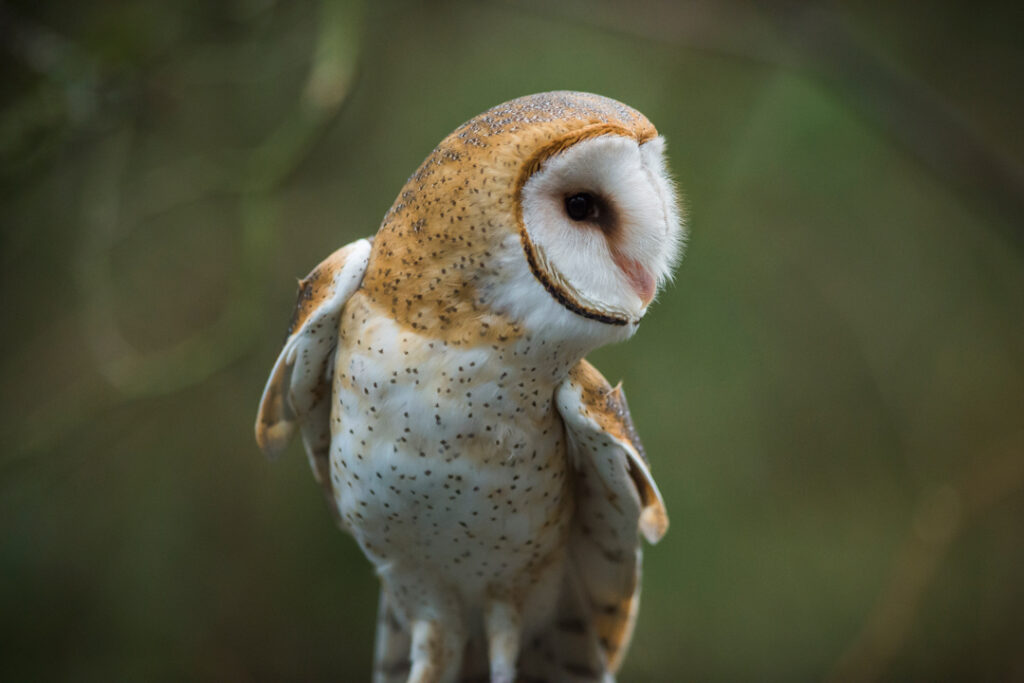 Meet Nocturnal Animals at Night - Northwest Trek