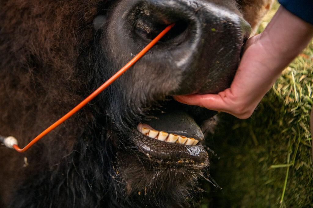 Massive bull bison receives wellness exam - Northwest Trek