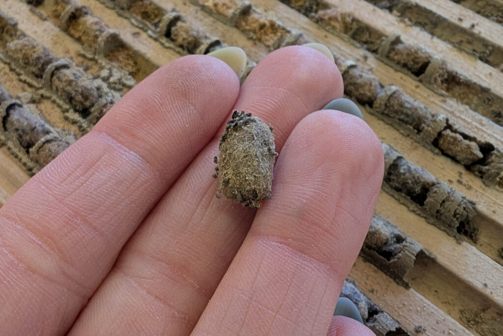 Spring cleaning for mason bees - Northwest Trek