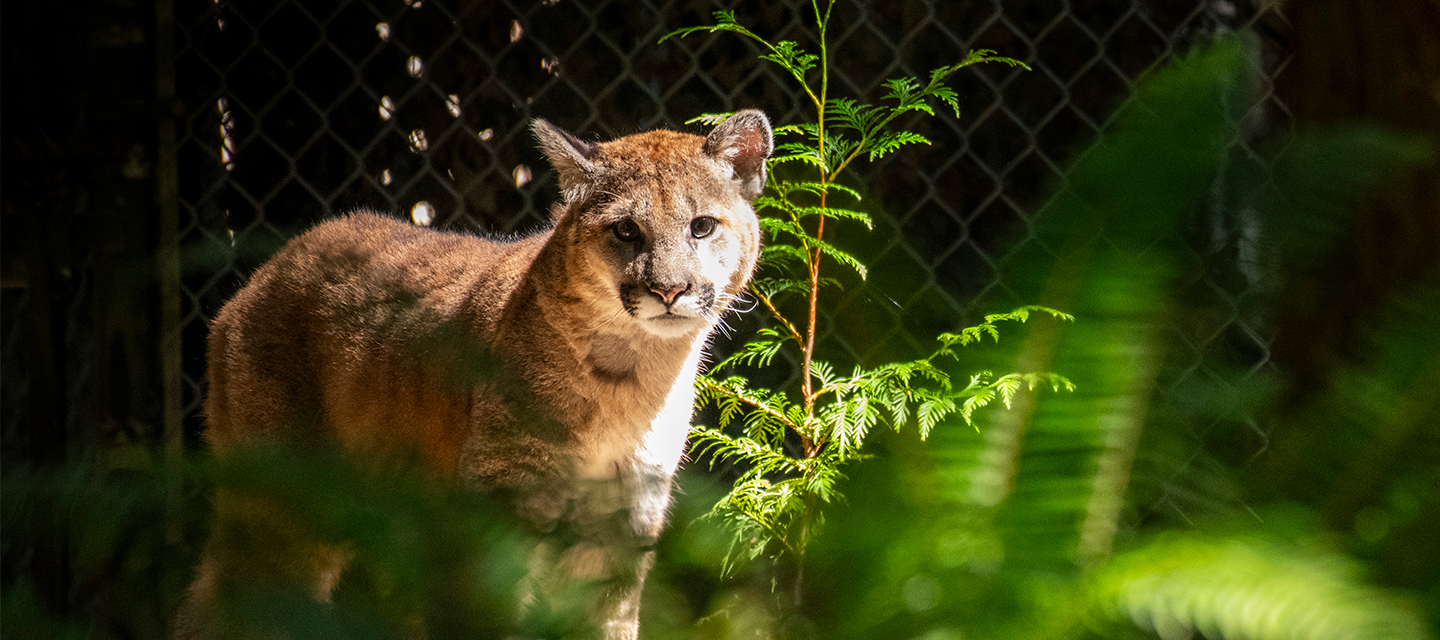 Cats at Northwest Trek Wildlife Park: native lynx, bobcats, cougars