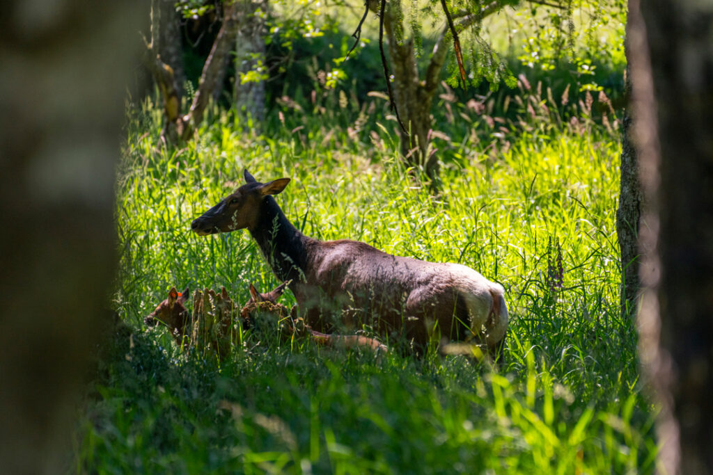 Spot baby animals in the Free-Roaming Area - Northwest Trek